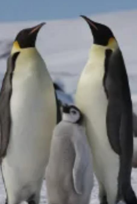 National Penguin Day – Hawk Headlines